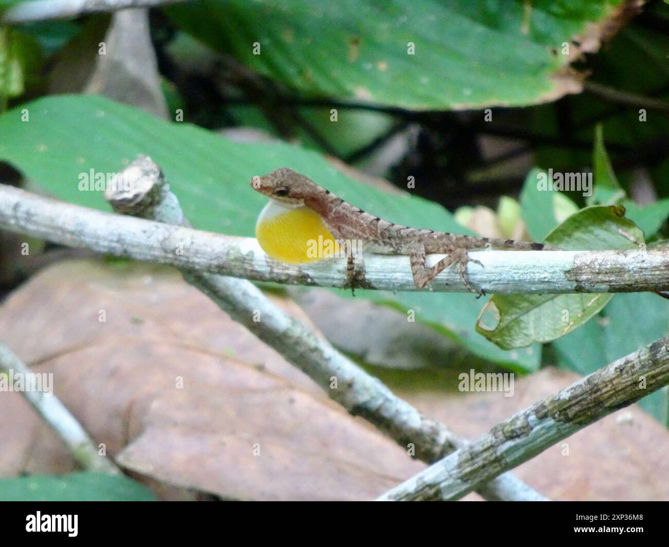 Panama City Anole (Anolis apletophallus) Reptilia Stock Photo - Alamy