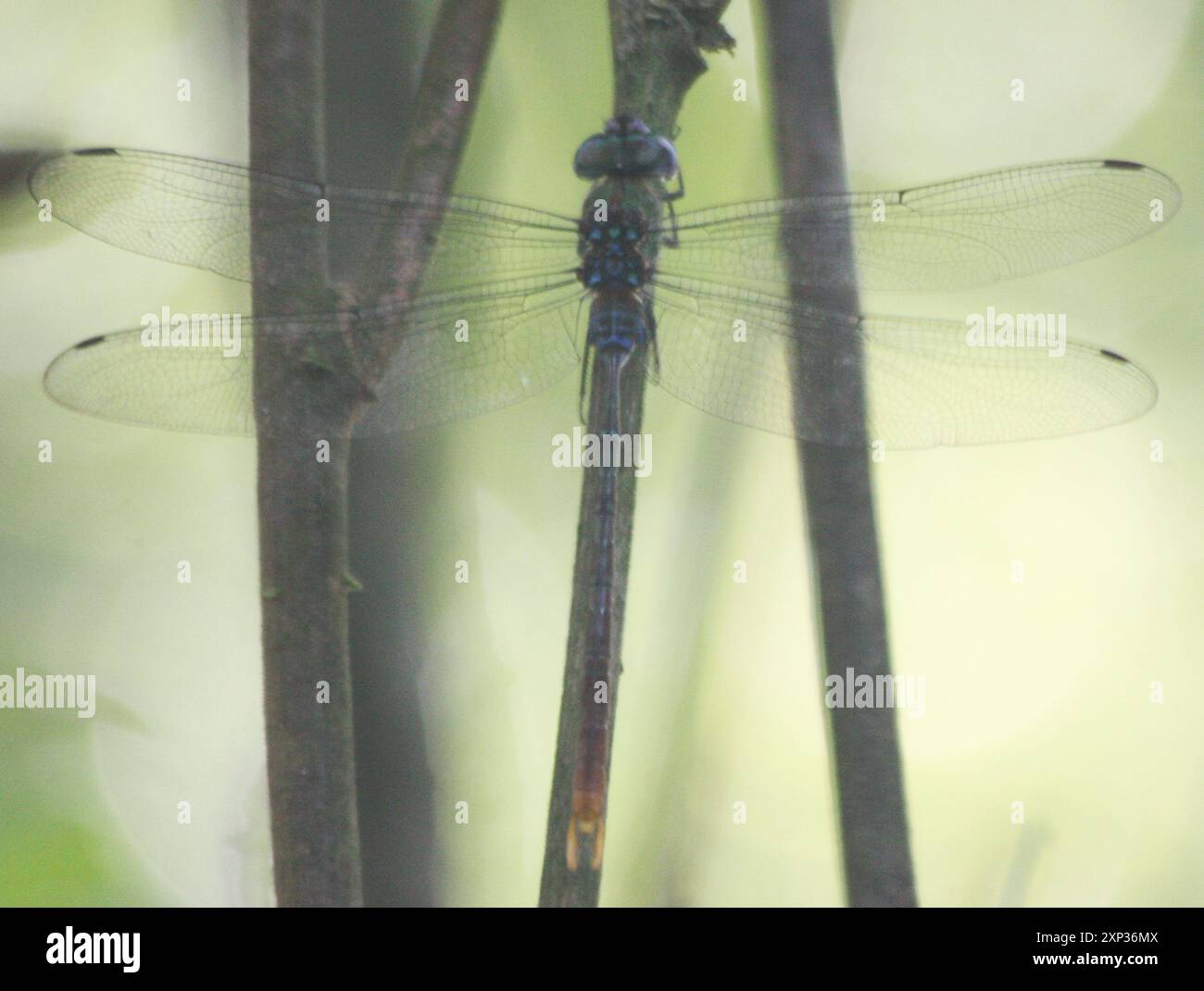 Golden-tipped Darner (Gynacantha tibiata) Insecta Stock Photo - Alamy