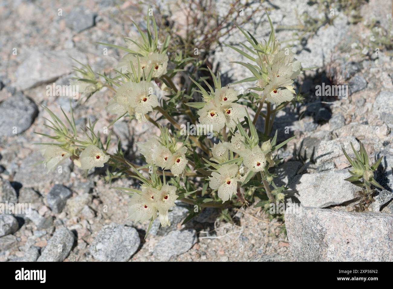 ghost flower (Mohavea confertiflora) Plantae Stock Photo - Alamy