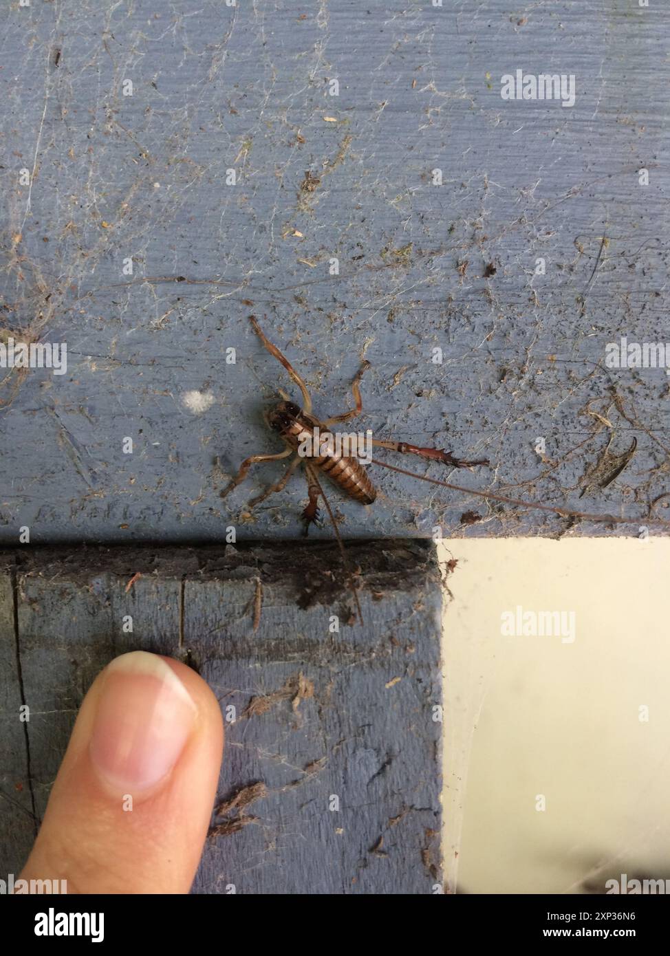 Auckland Tree Weta (Hemideina thoracica) Insecta Stock Photo - Alamy