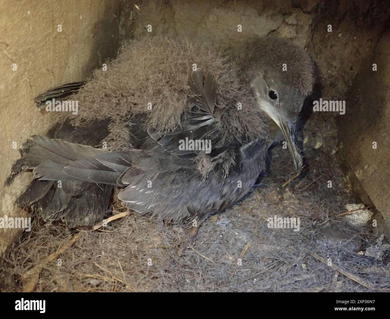 Fluttering Shearwater (Puffinus gavia) Aves Stock Photo - Alamy