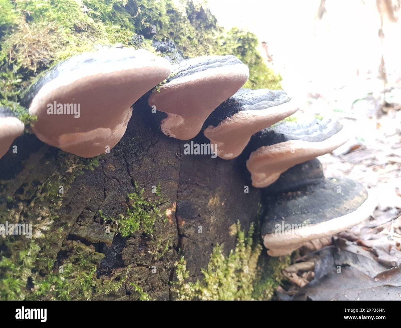 artist's bracket (Ganoderma applanatum) Fungi Stock Photo - Alamy