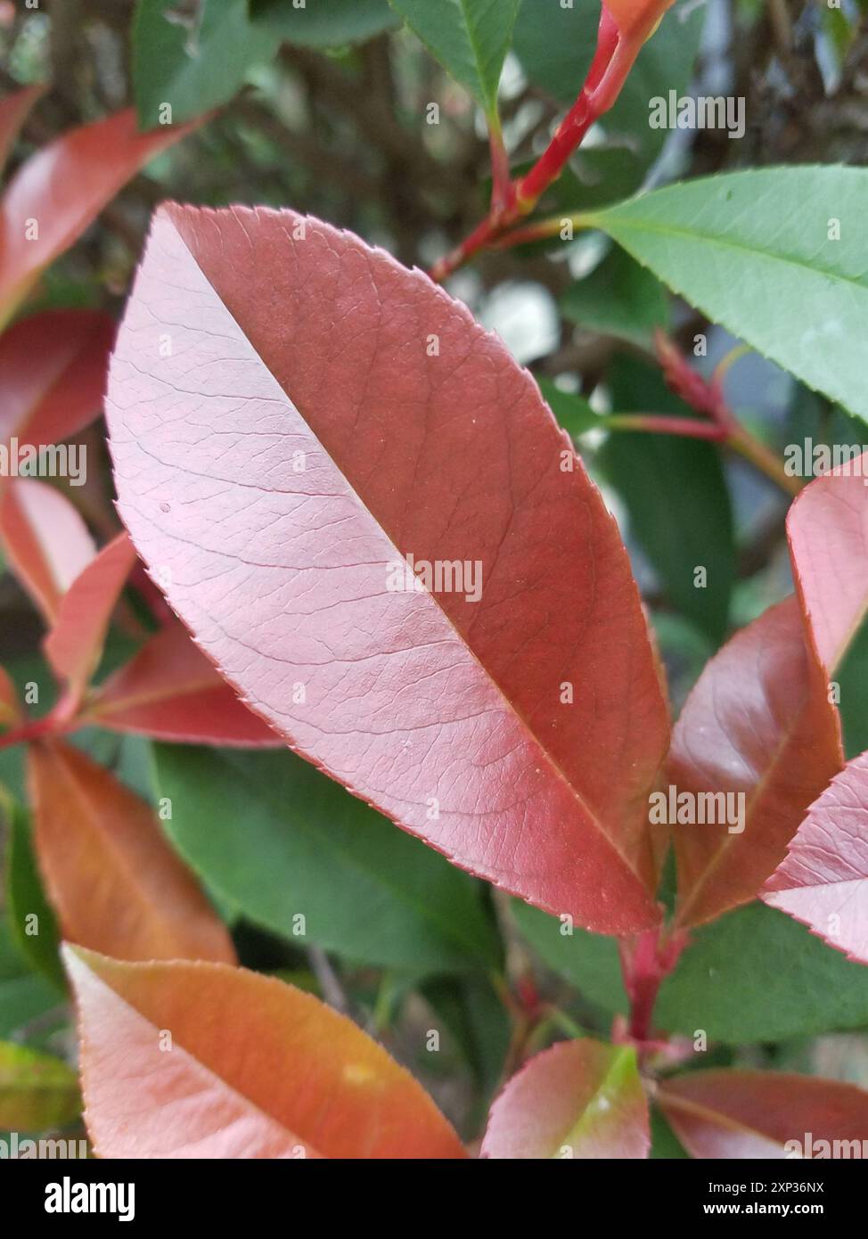 Red Tip Photinia (Photinia × fraseri) Plantae Stock Photo - Alamy
