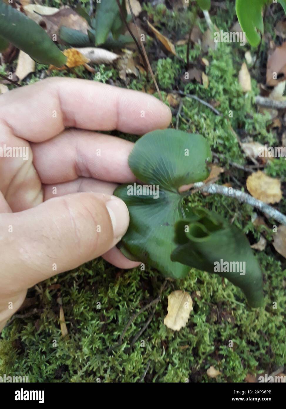 kidney fern (Hymenophyllum nephrophyllum) Plantae Stock Photo - Alamy