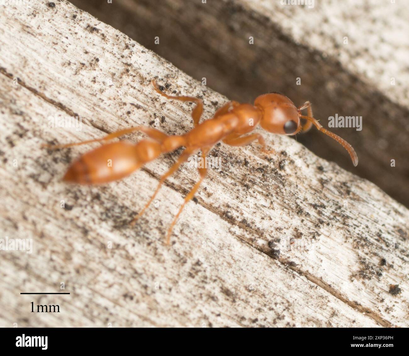 Pseudomyrmex apache hi-res stock photography and images - Alamy
