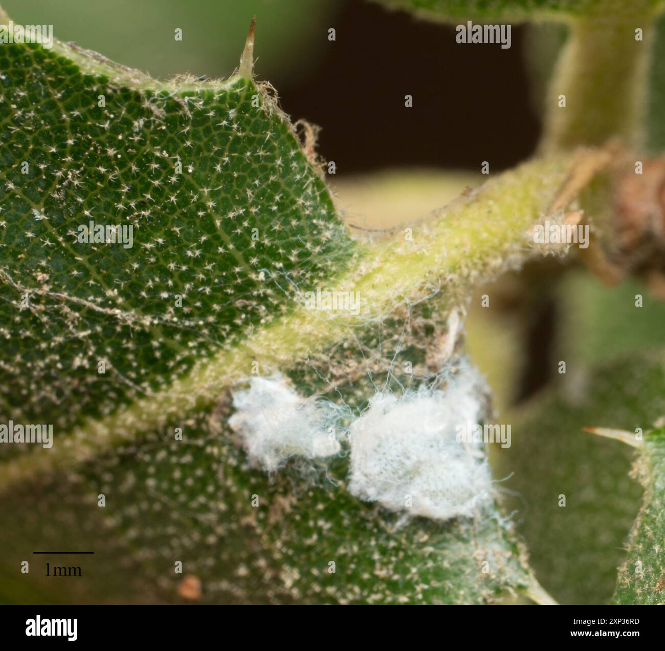 Woolly Oak Aphids (Stegophylla) Insecta Stock Photo - Alamy