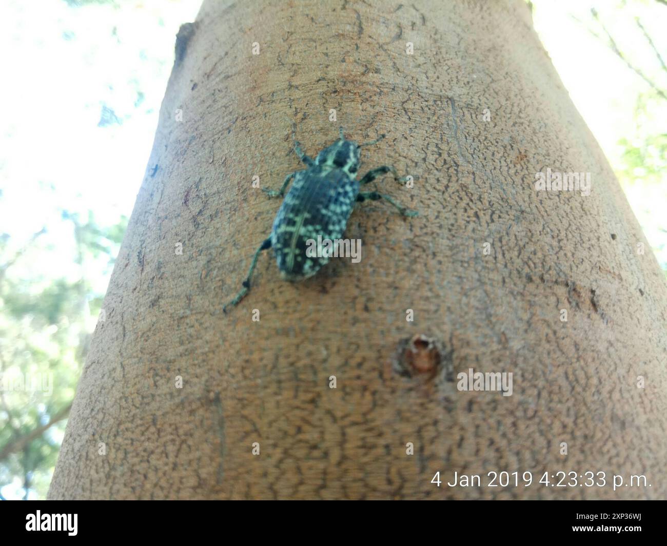 Chrysolopus hi-res stock photography and images - Alamy