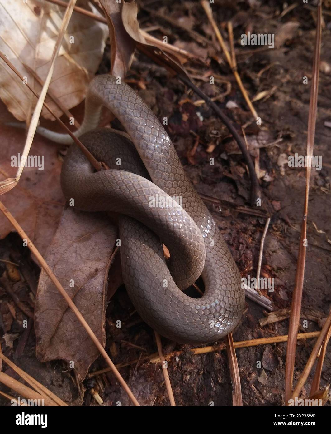 Eastern Earthsnake (Virginia valeriae valeriae) Reptilia Stock Photo ...