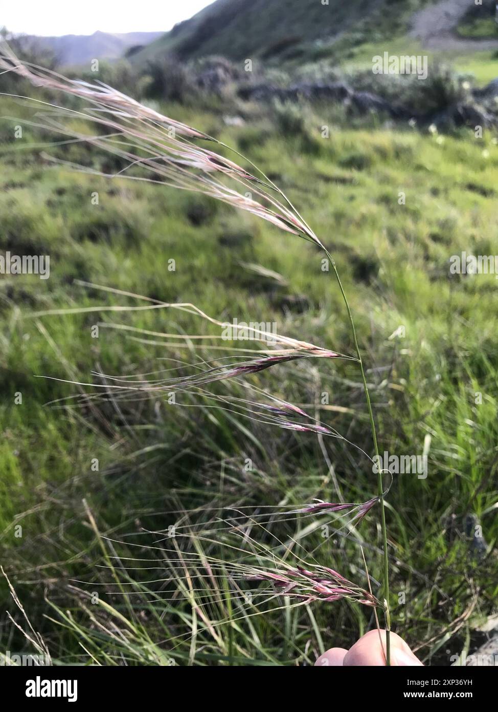 purple needlegrass (Nassella pulchra) Plantae Stock Photo - Alamy