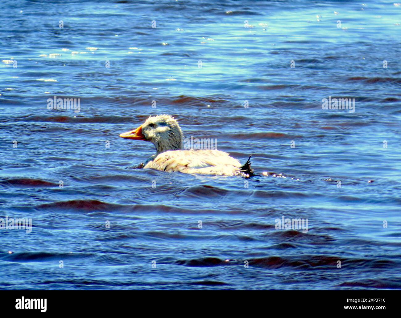 Flying Steamer Duck (Tachyeres patachonicus) Aves Stock Photo - Alamy