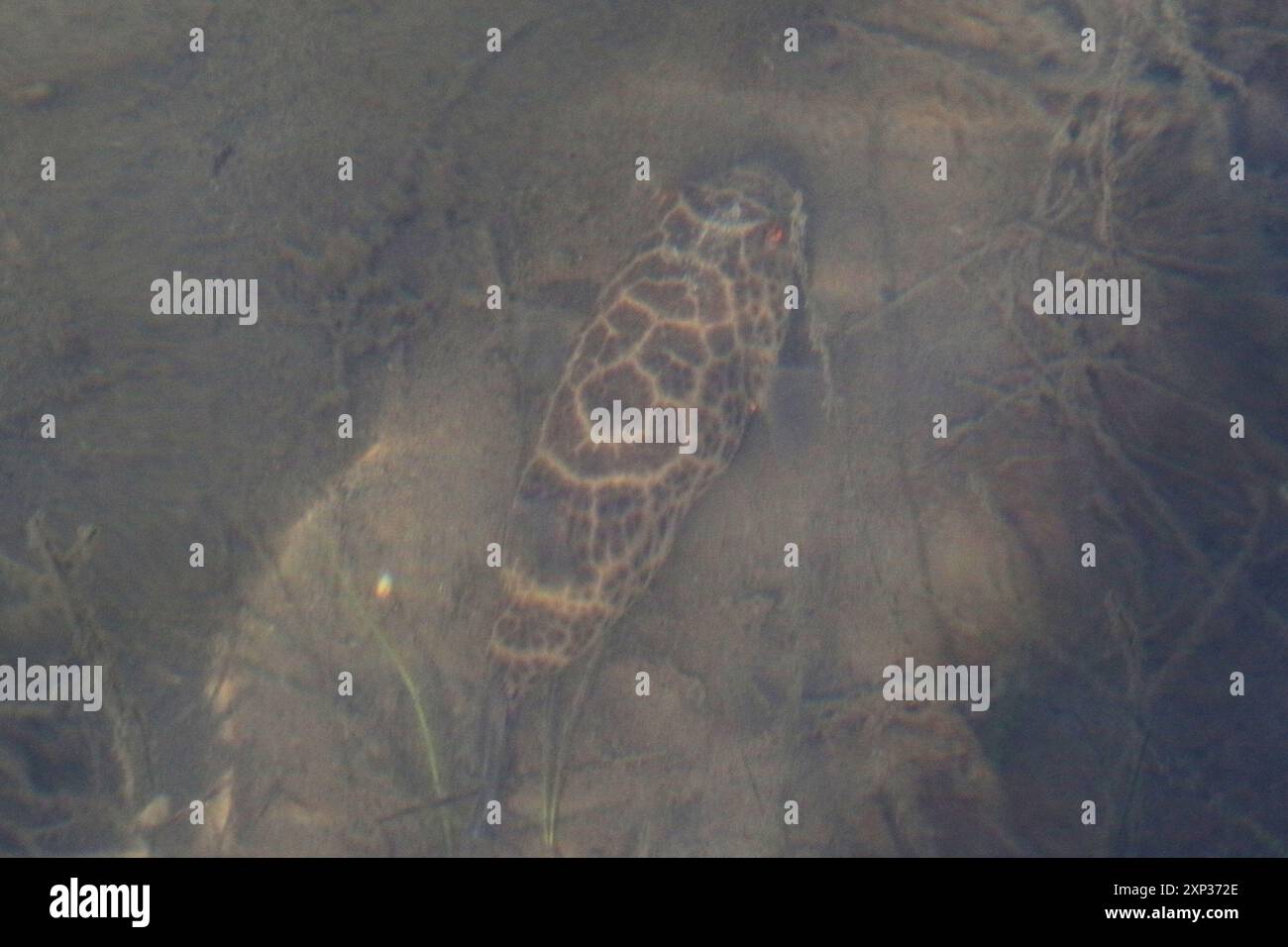 Checkered Puffer (Sphoeroides testudineus) Actinopterygii Stock Photo ...