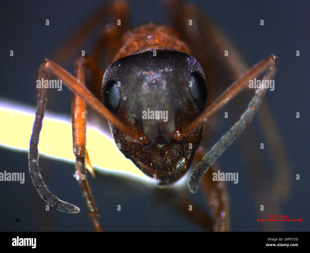 Formica rufibarbis hi-res stock photography and images - Alamy