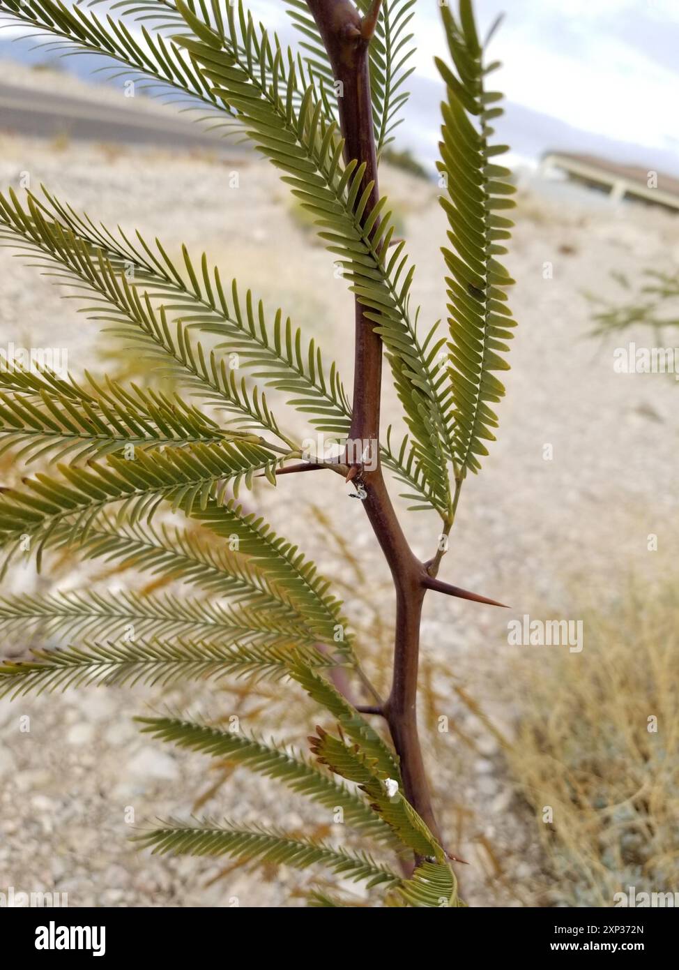 mesquites (Neltuma) Plantae Stock Photo - Alamy