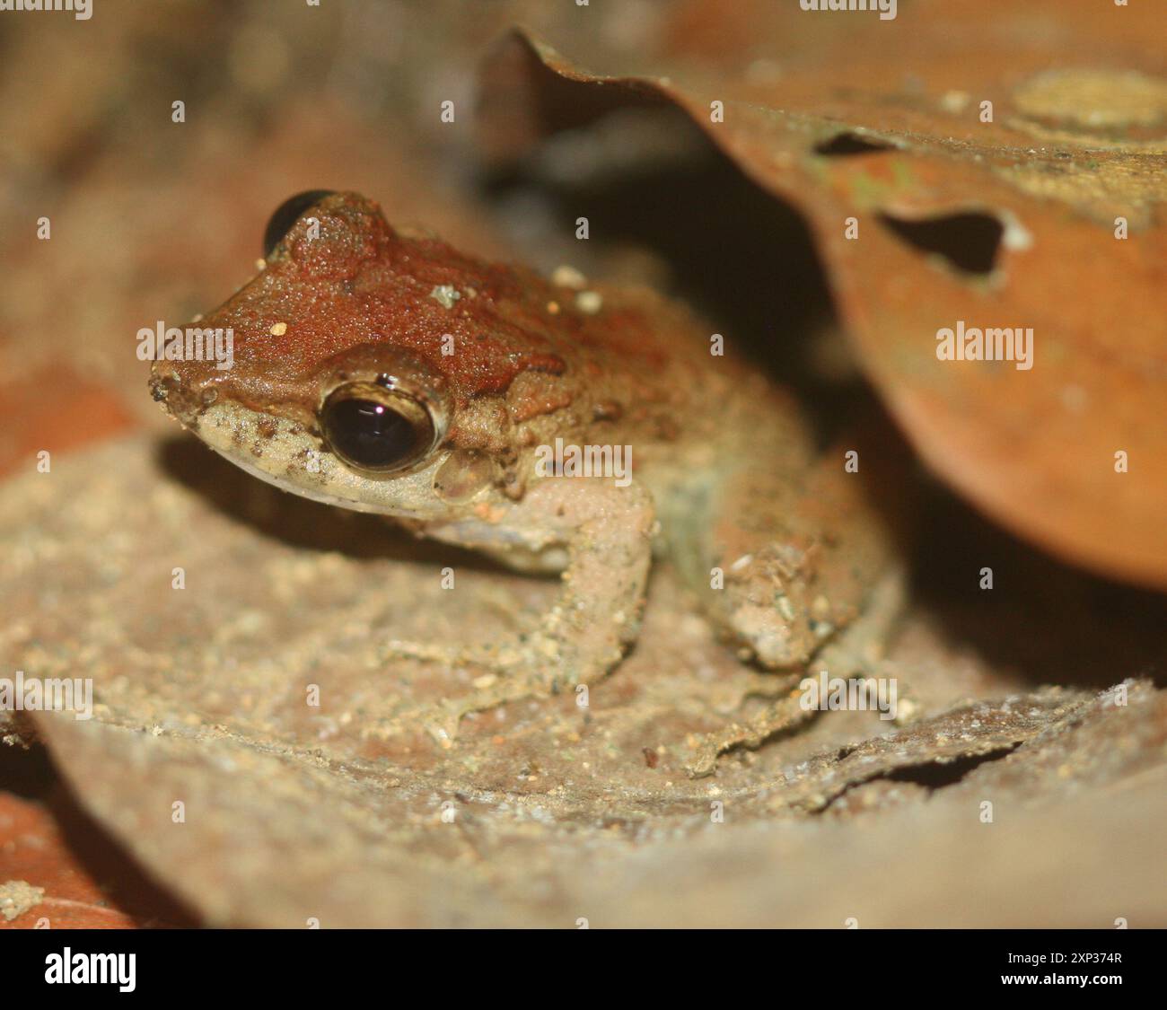 Northern Rainfrogs (Craugastor) Amphibia Stock Photo - Alamy