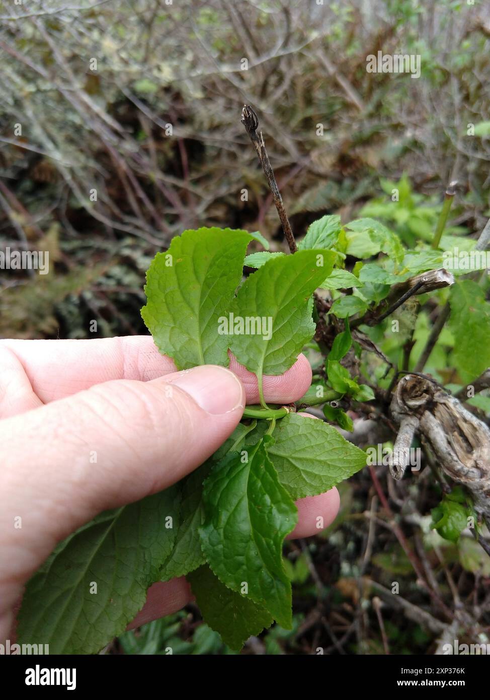 western burning bush (Euonymus occidentalis) Plantae Stock Photo - Alamy
