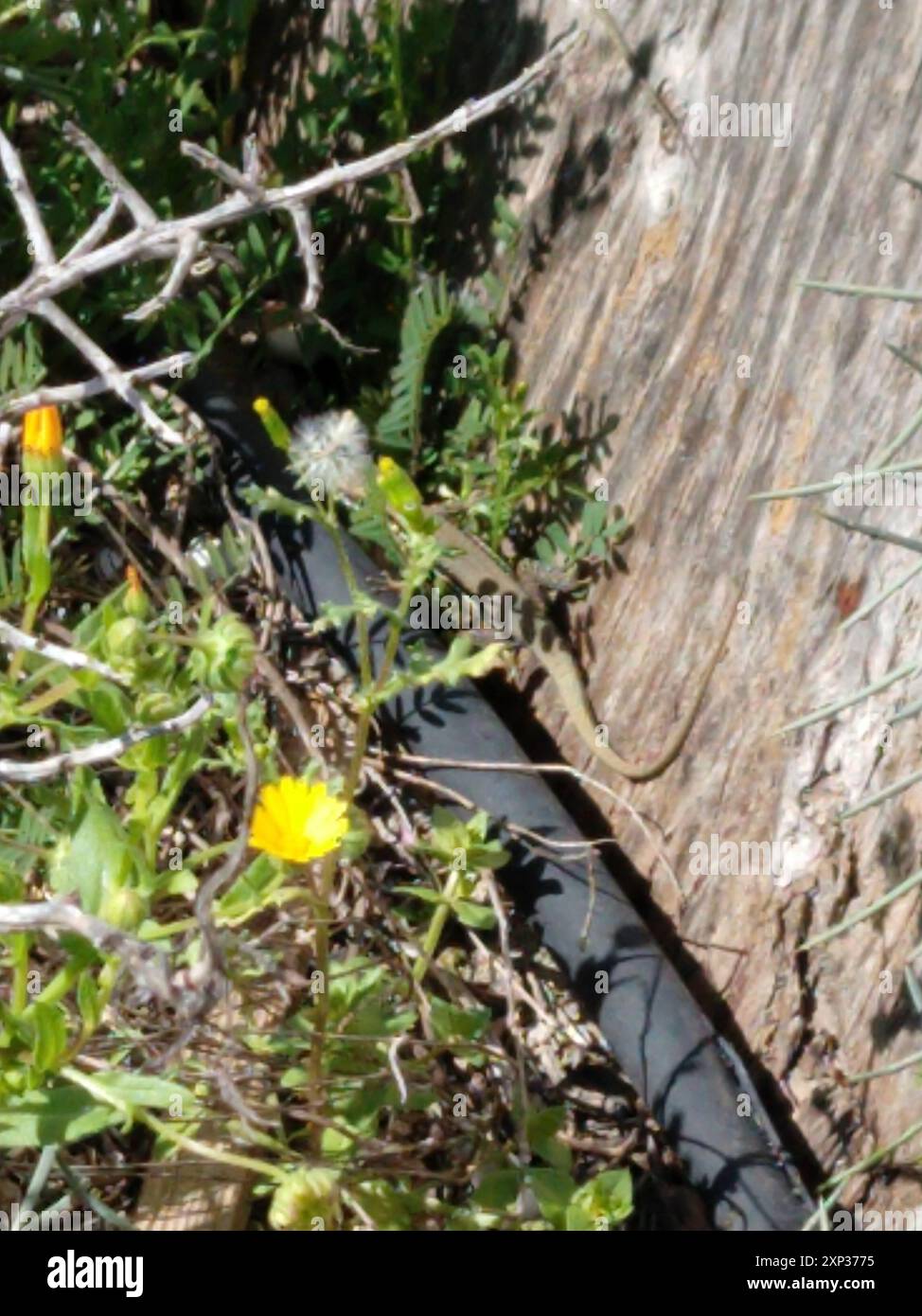 Troodos lizard hi-res stock photography and images - Alamy