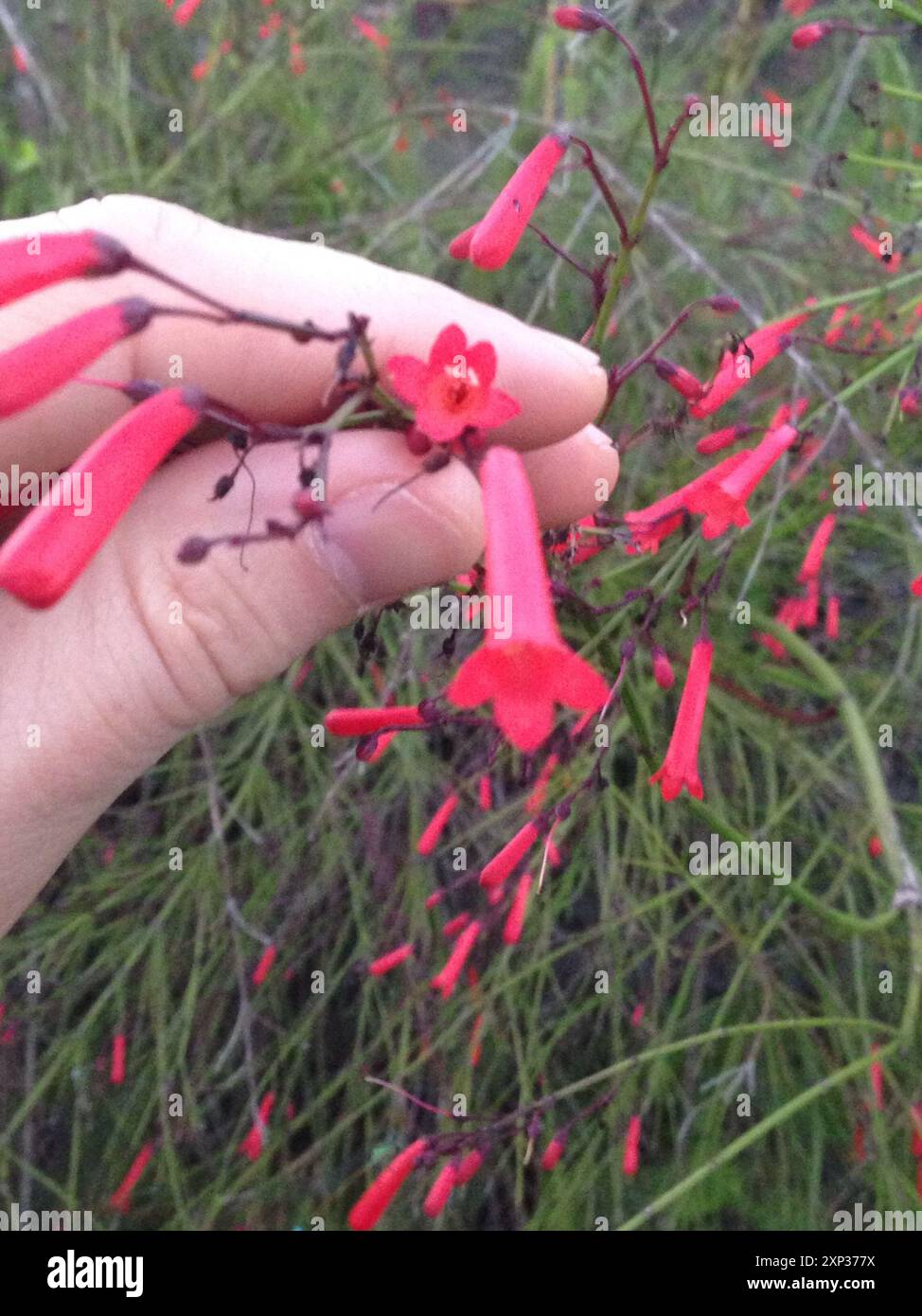 Firecracker plant (Russelia equisetiformis) Plantae Stock Photo - Alamy