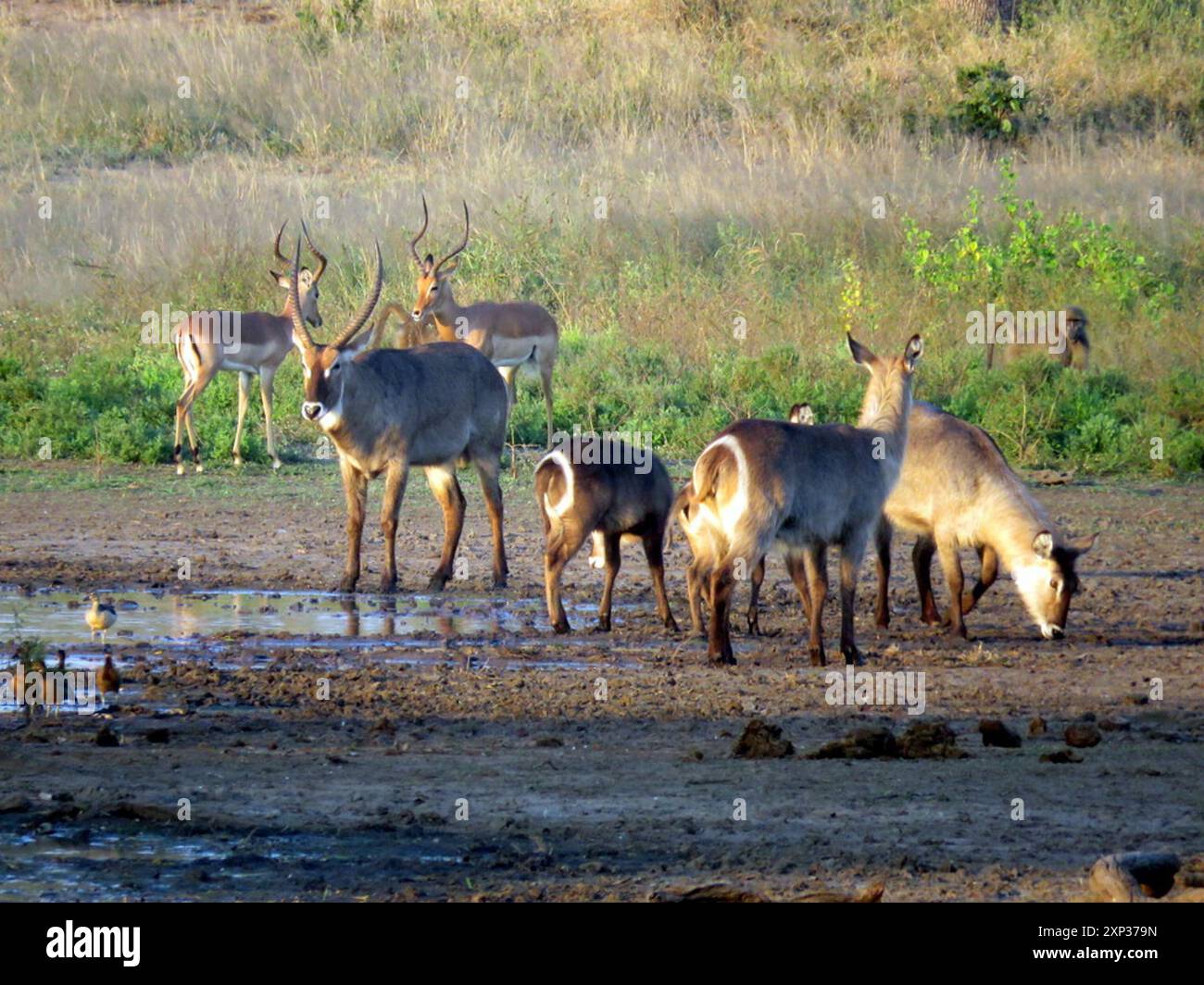 Common Waterbuck (Kobus ellipsiprymnus ellipsiprymnus) Mammalia Stock ...