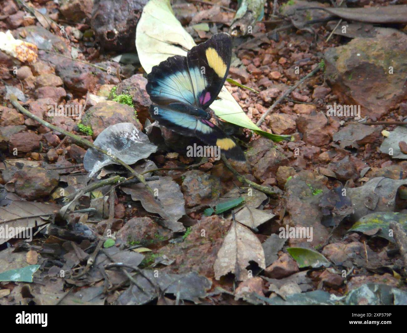 Common Themis Forester (Euphaedra themis) Insecta Stock Photo - Alamy