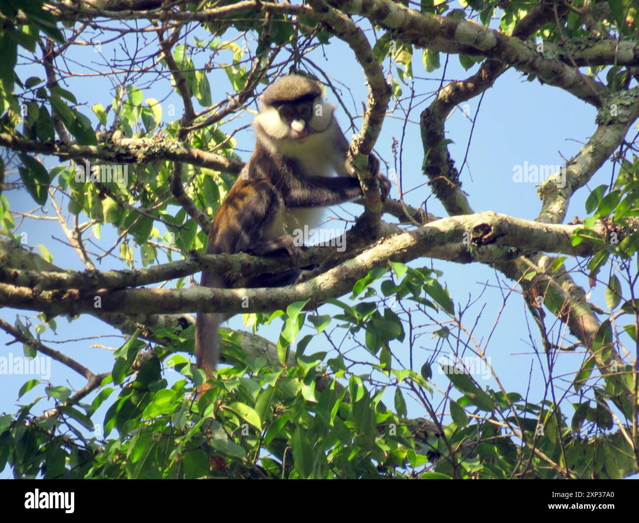 Red tailed monkey schmidts hi-res stock photography and images - Alamy
