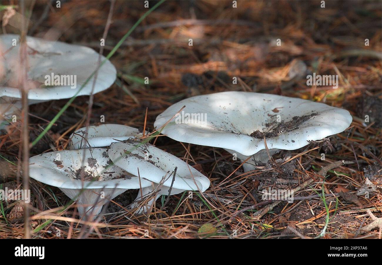 Giant Funnel (Aspropaxillus giganteus) Fungi Stock Photo - Alamy