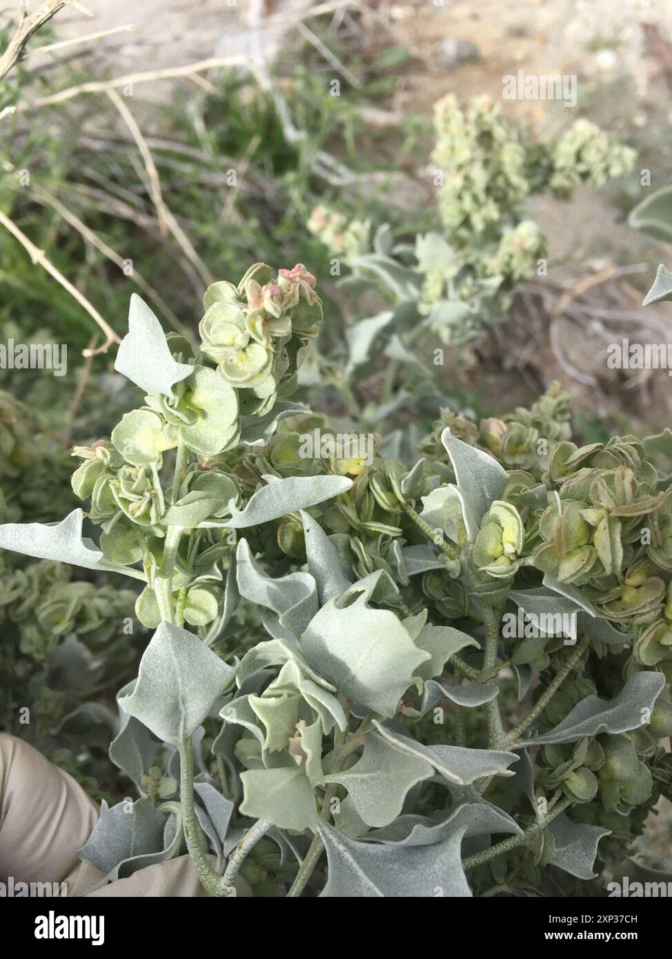 Atriplex hymenelytra hi-res stock photography and images - Alamy