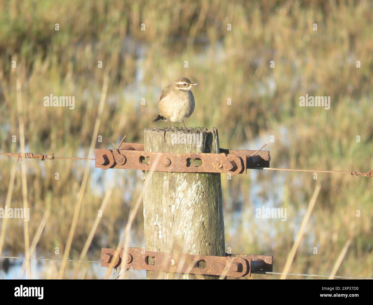 Buff-winged Cinclodes (Cinclodes fuscus) Aves Stock Photo - Alamy