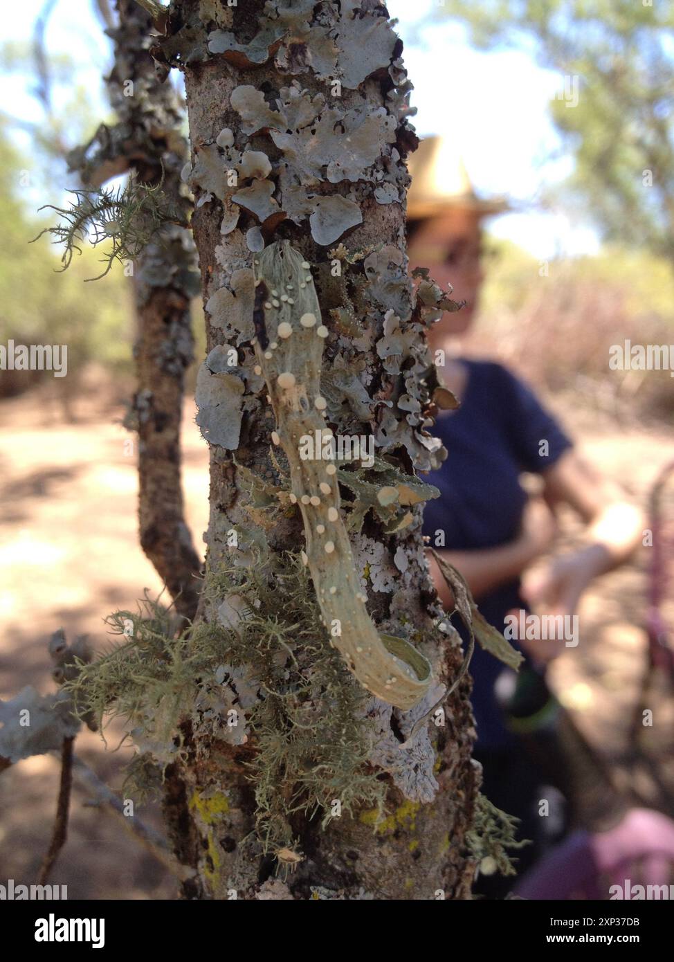 cartilage lichen (Ramalina celastri) Fungi Stock Photo - Alamy