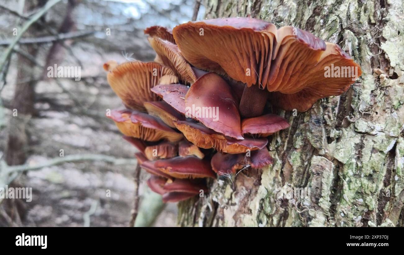 Velvet Foot (Flammulina velutipes) Fungi Stock Photo - Alamy