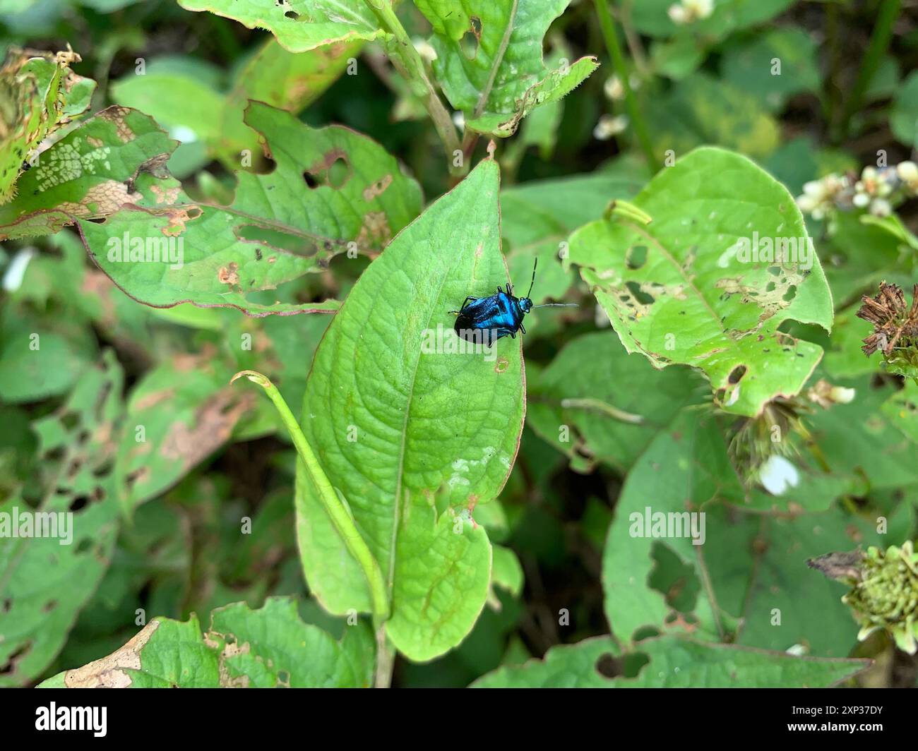 Blue Shield Bug (Zicrona caerulea) Insecta Stock Photo - Alamy