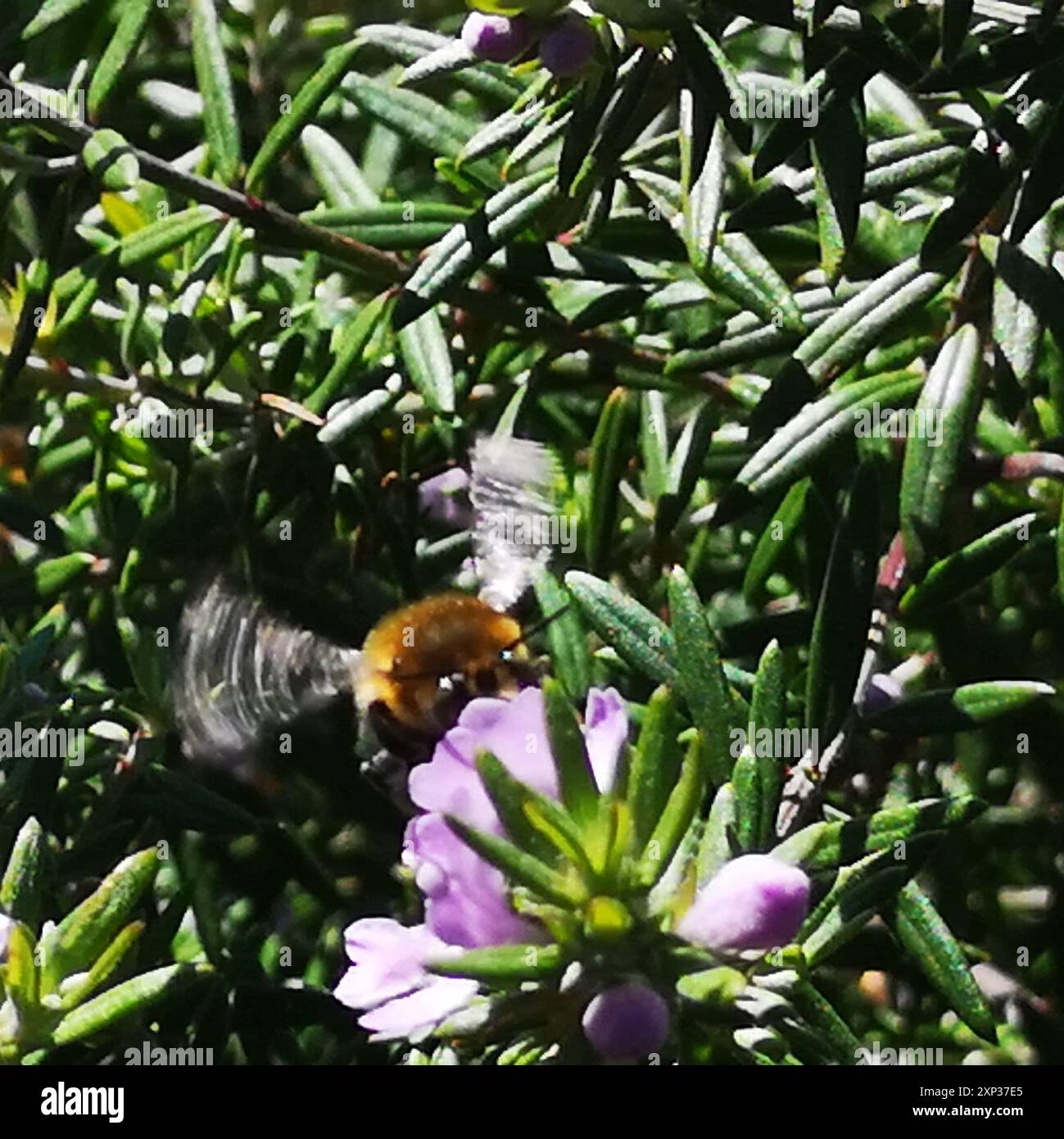 Apine Bees (Apinae) Insecta Stock Photo - Alamy