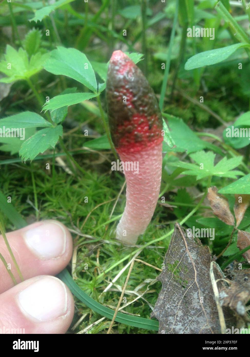 red stinkhorn (Mutinus ravenelii) Fungi Stock Photo - Alamy