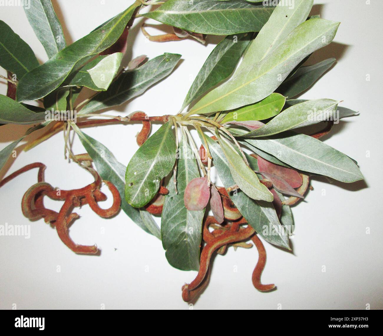 silver terminalia (Terminalia sericea) Plantae Stock Photo - Alamy