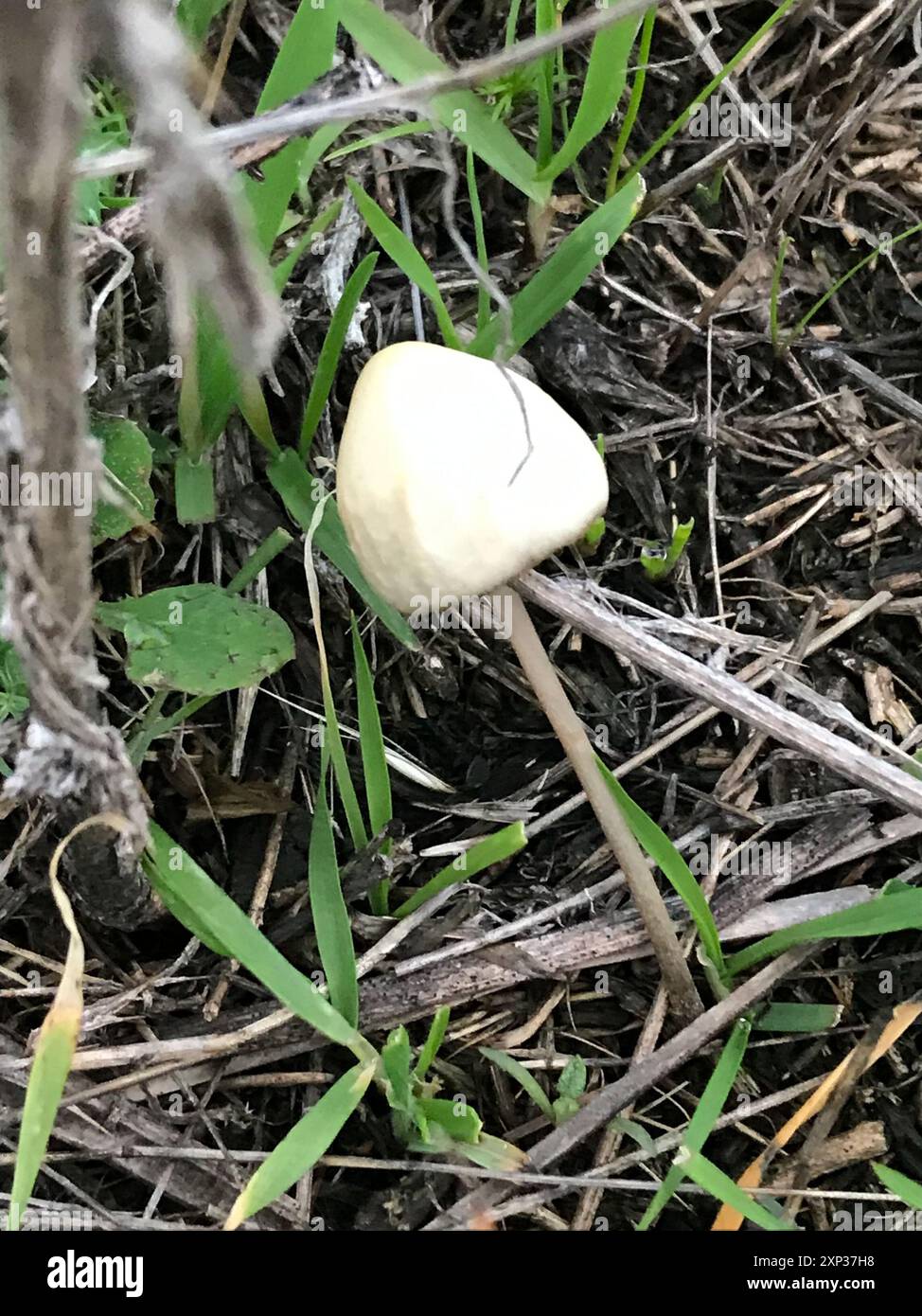 white dunce cap (Conocybe apala albipes) Fungi Stock Photo - Alamy