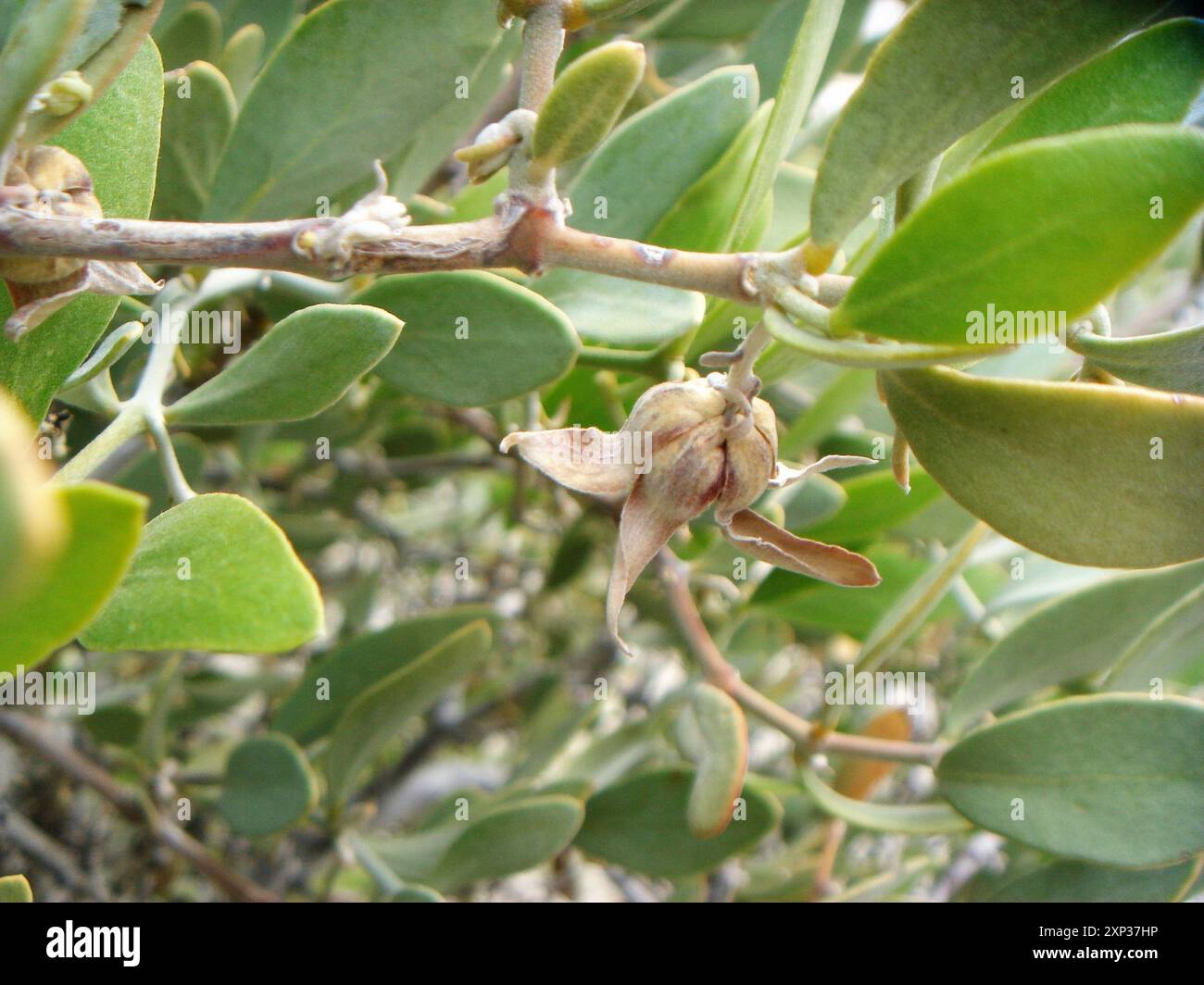 jojoba (Simmondsia chinensis) Plantae Stock Photo - Alamy
