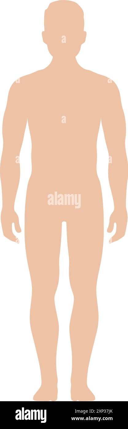 Color male figure silhouette. Human body template Stock Vector Image ...