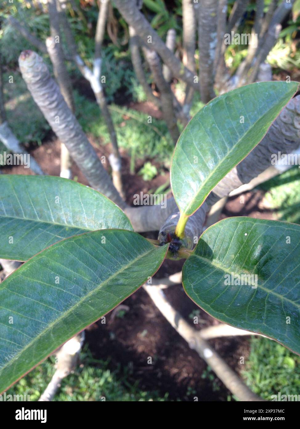 Frangipani trees (Plumeria) Plantae Stock Photo - Alamy