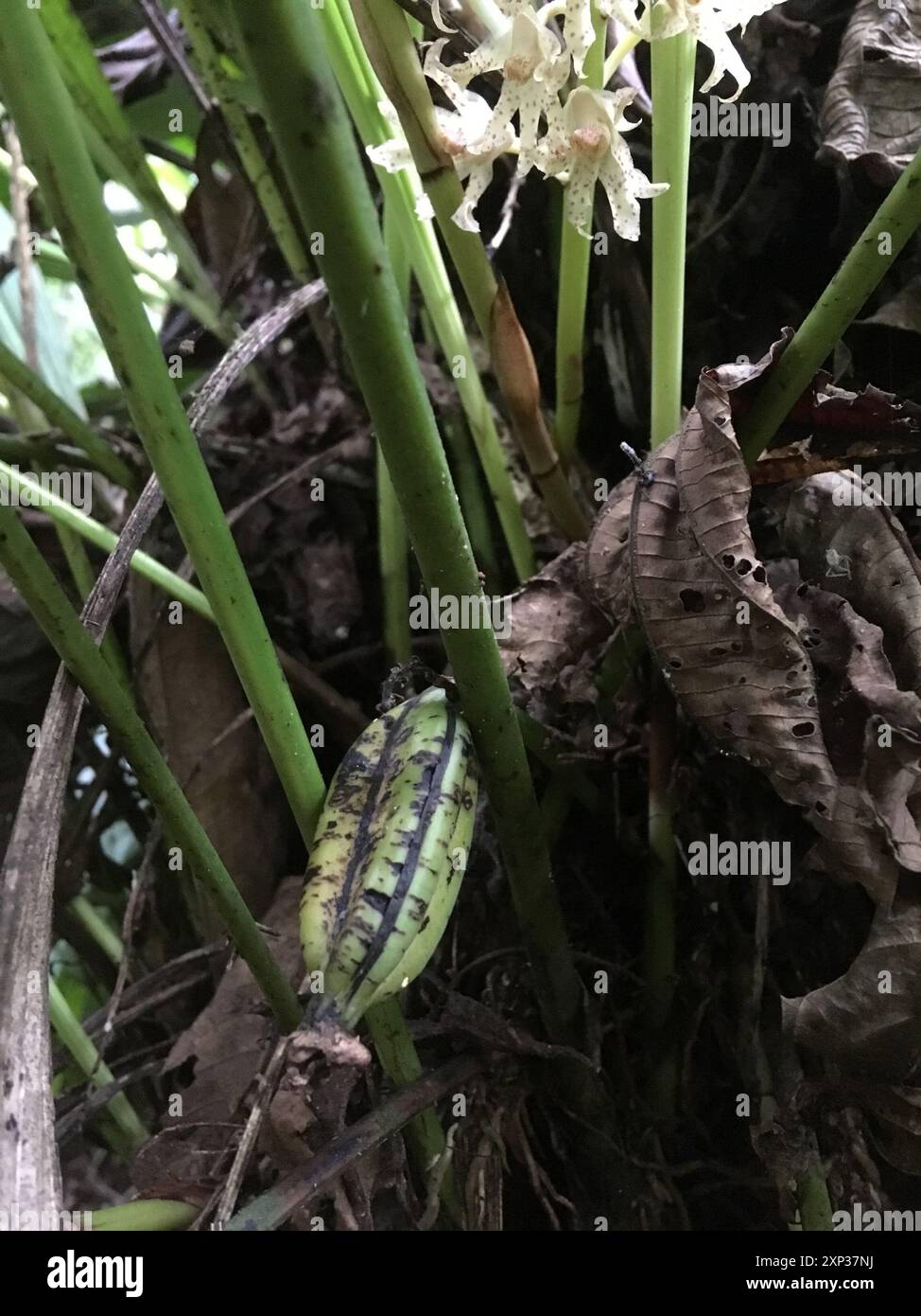 Xylobium leontoglossum hi-res stock photography and images - Alamy
