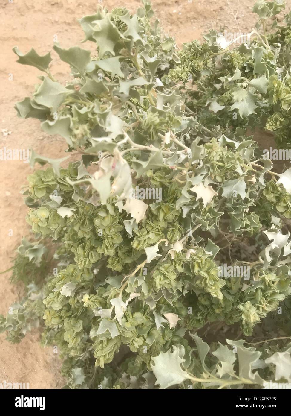 Atriplex hymenelytra hi-res stock photography and images - Alamy