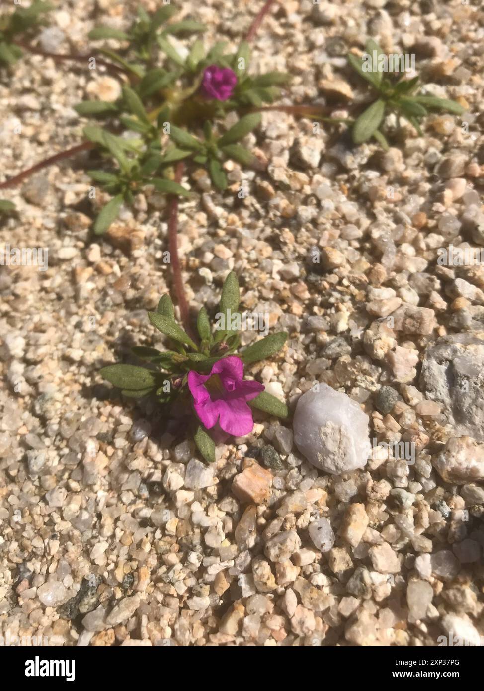 purple mat (Nama demissa) Plantae Stock Photo - Alamy
