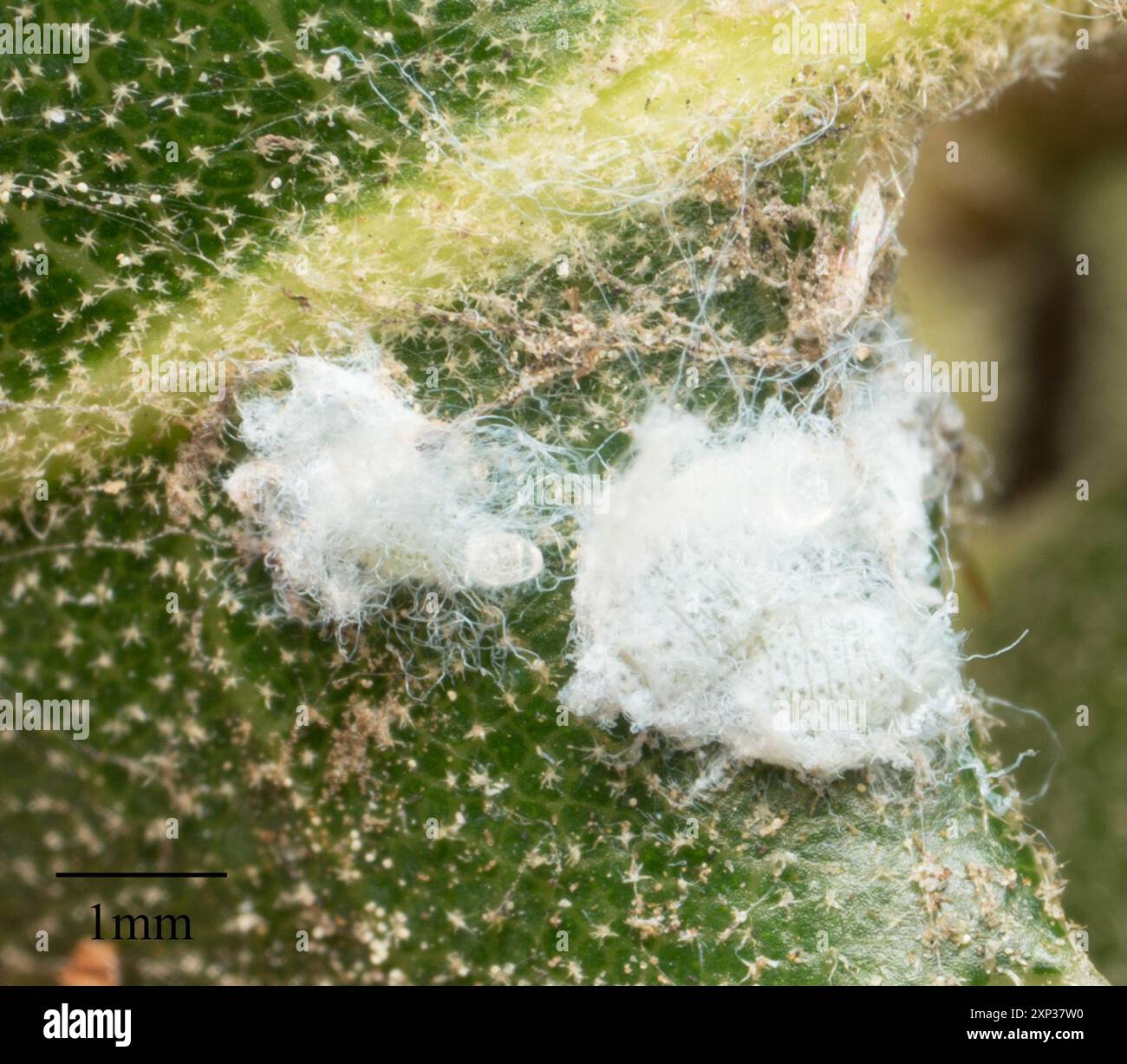 Woolly Oak Aphids (Stegophylla) Insecta Stock Photo - Alamy