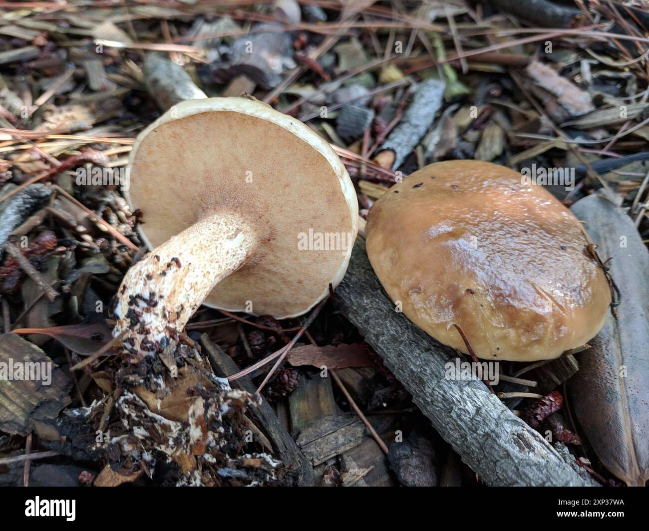 Slippery Jacks (Suillus) Fungi Stock Photo - Alamy