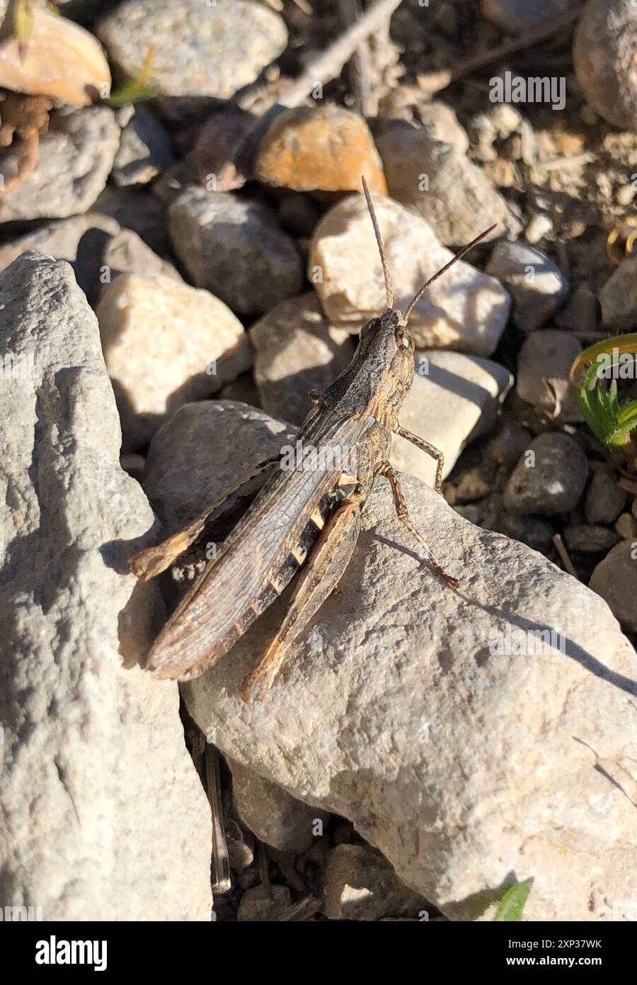 Iberian Field Grasshopper (Chorthippus jacobsi) Insecta Stock Photo - Alamy