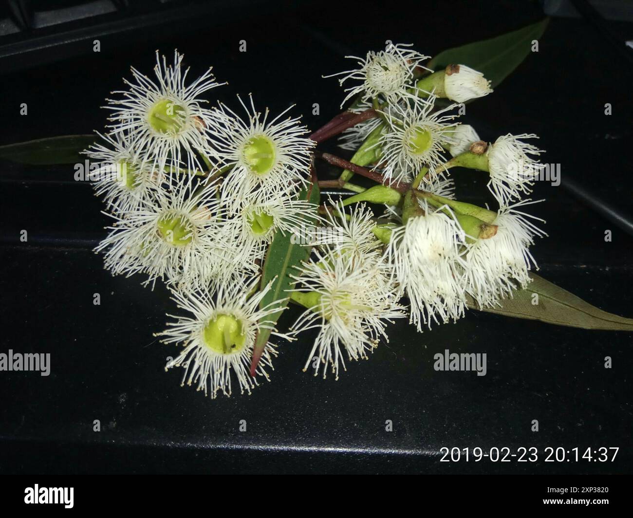 Red Bloodwood (Corymbia gummifera) Plantae Stock Photo - Alamy