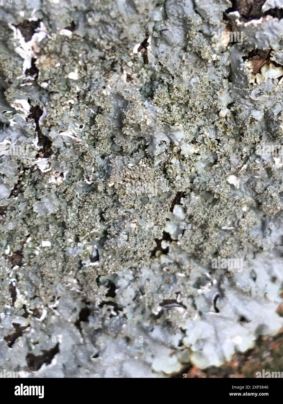 rough speckled shield lichen (Punctelia rudecta) Fungi Stock Photo - Alamy