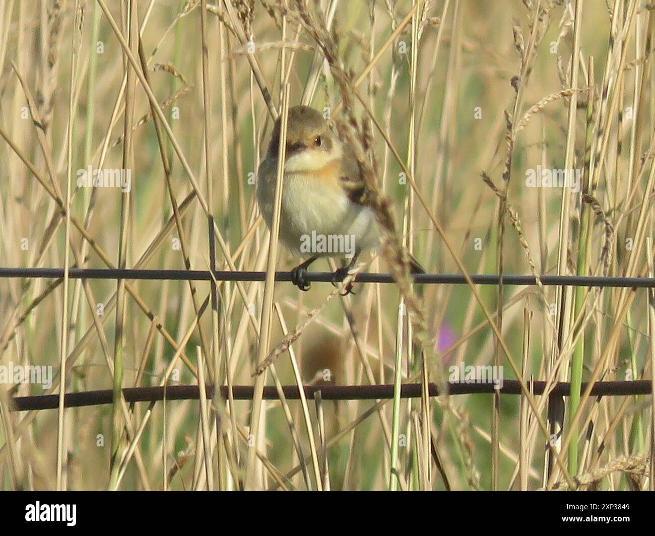 Bearded Tachurí (Polystictus pectoralis) Aves Stock Photo - Alamy