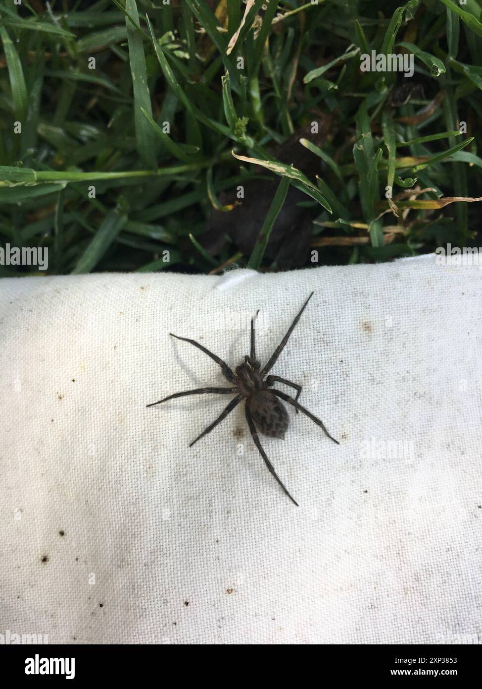 Barn Funnel Weaver (Tegenaria domestica) Arachnida Stock Photo - Alamy