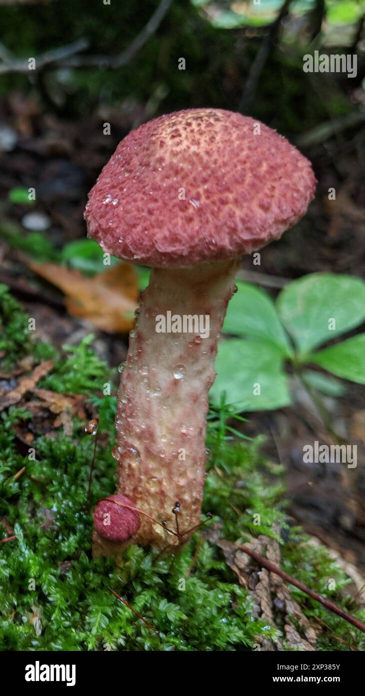 Painted Suillus (Suillus spraguei) Fungi Stock Photo - Alamy