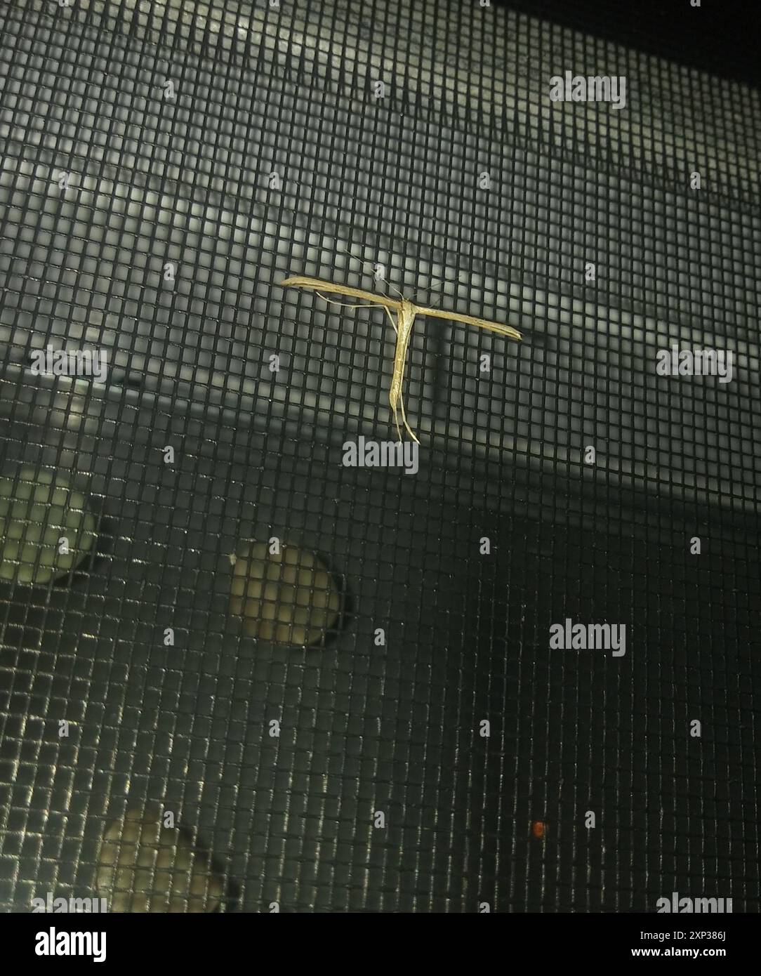 Morning-glory Plume Moth (Emmelina monodactyla) Insecta Stock Photo - Alamy