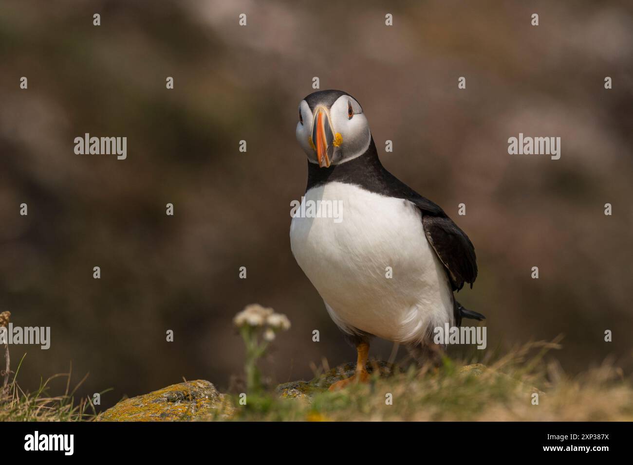 Atlantic Puffin (Fratercula arctica) close-up shots of birds in ...